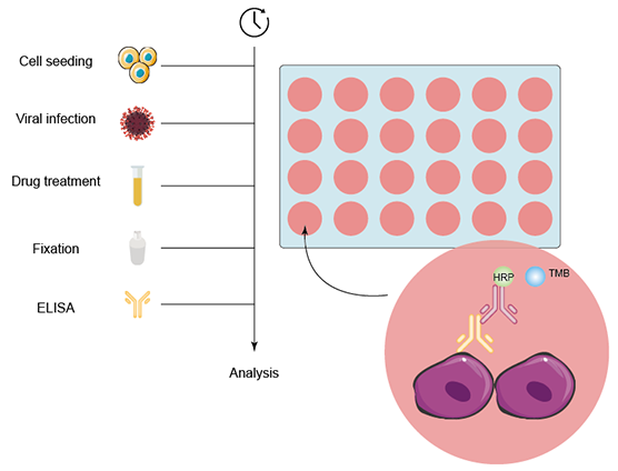 Cell-based ELISA for Antiviral Research - Creative Diagnostics Cell-based ELISA for Antiviral Research - Creative Diagnostics